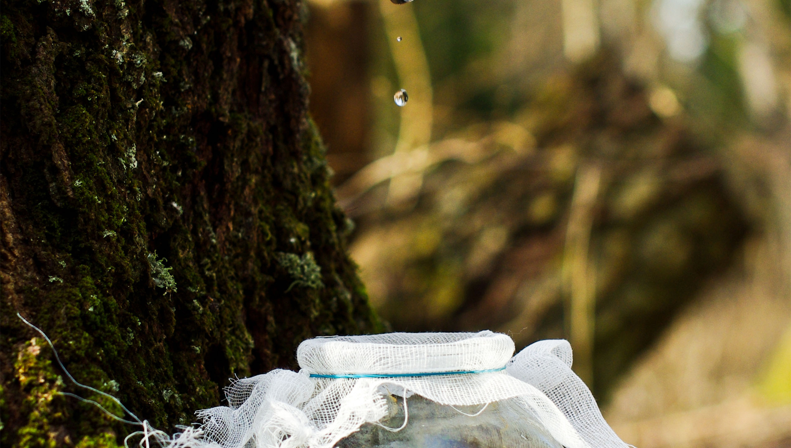 Birch Sap | Lithuania Travel